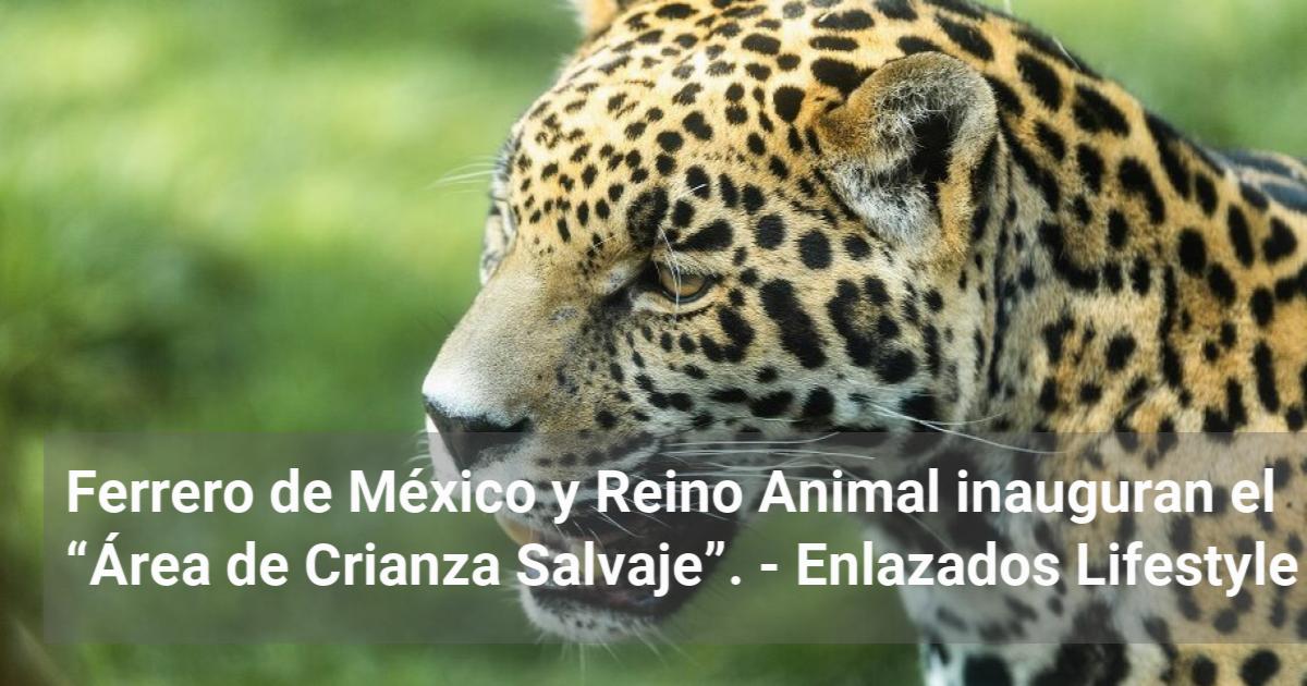 Ferrero de México y Reino Animal inauguran el “Área de Crianza Salvaje ...